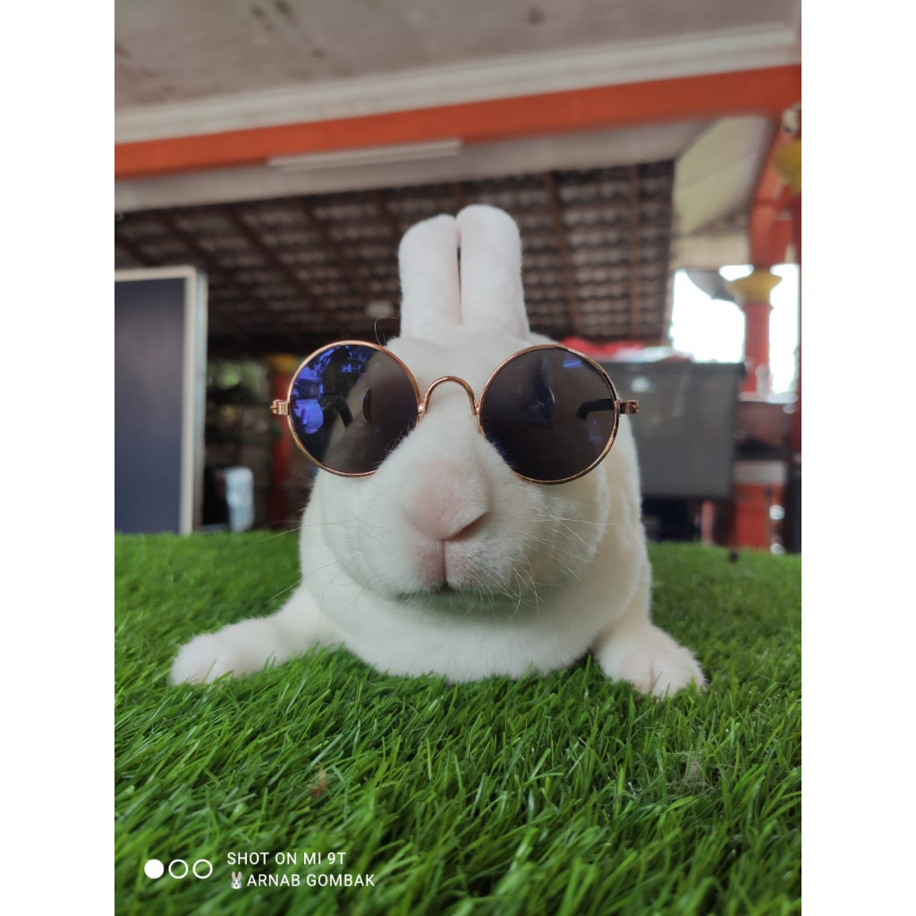 cermin mata si comel (arnab kucing anjing) | Shopee Malaysia