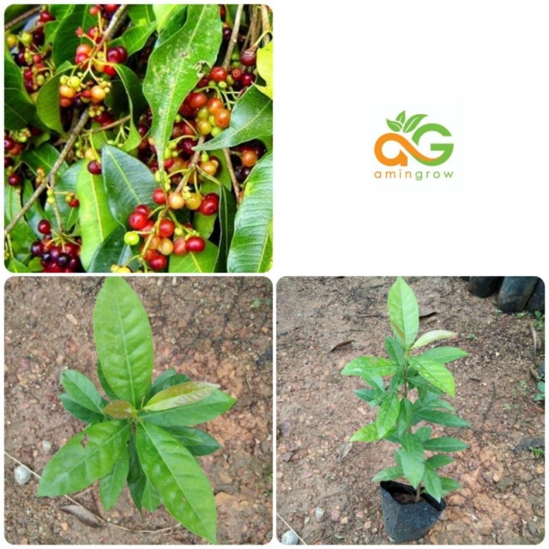 amingrow- 🌱Anak pokok Salam/Bayleaf/Serai kayu (Syzygium polyanthum ...