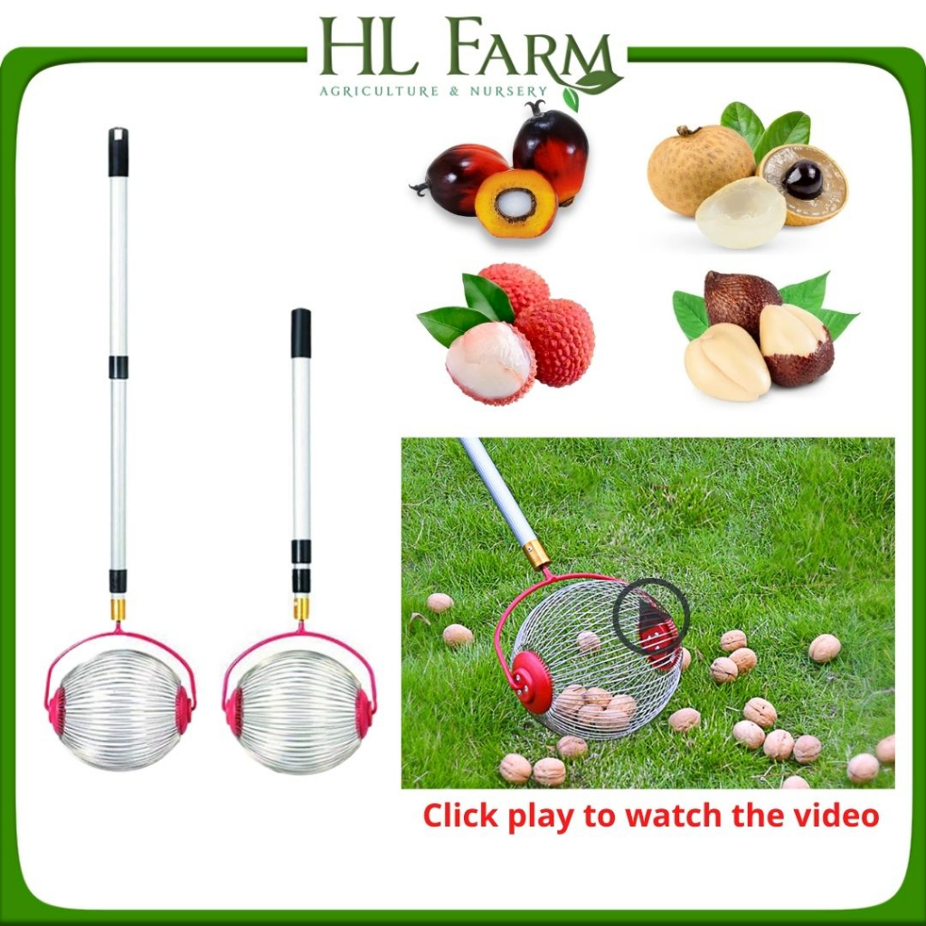 Alat Kutip buah sawit / buah sawit / palm oil / oil palm picker / palm ...