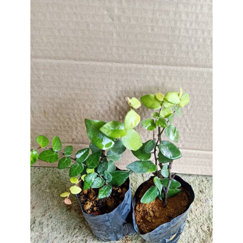 rina • pokok ara jalar 1 bag kecil • one bag ficus pumila creeping fig ...