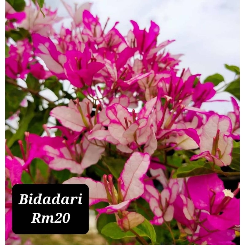 Bunga Kertas Bougainvillea Bidadari Shopee Malaysia