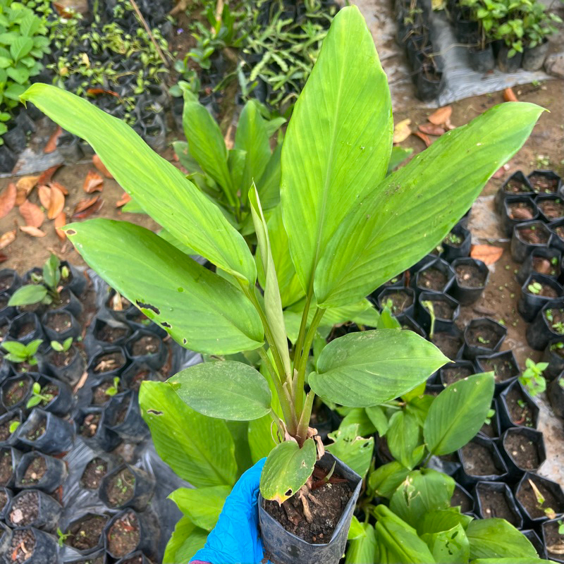 ANAK POKOK TEMU KUNCI (BOESENBERGIA ROTUNDA) | Shopee Malaysia