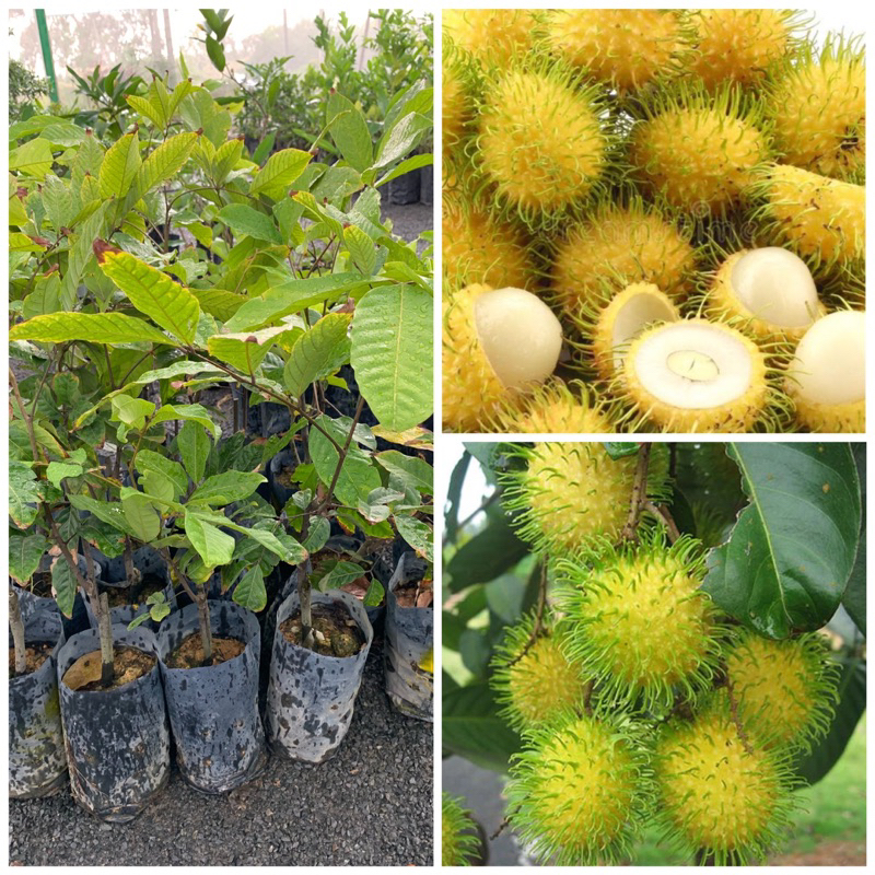 Anak pokok rambutan gading hybrid /rambutan kuning hybrid | Shopee Malaysia