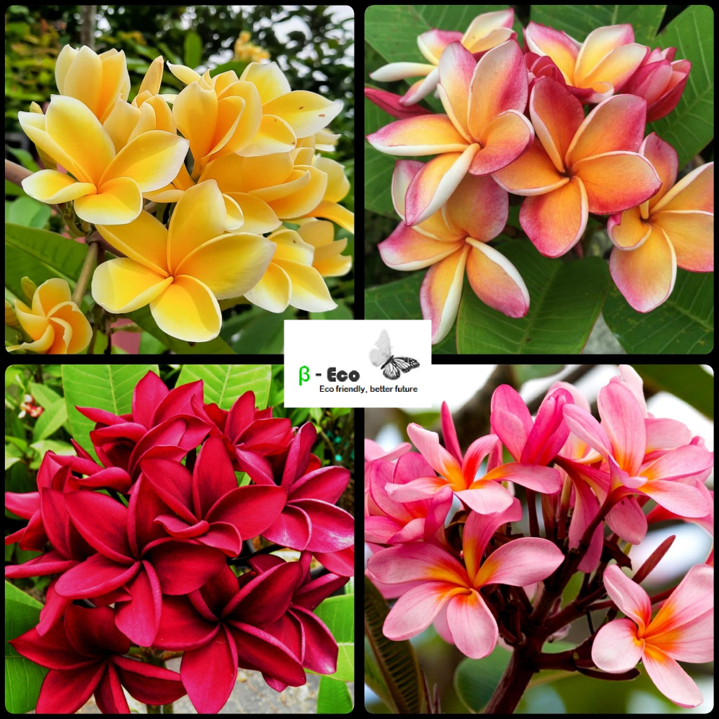 Frangipani cutting Plumeria cutting 鸡蛋花 Bunga Kemboja | Shopee Malaysia