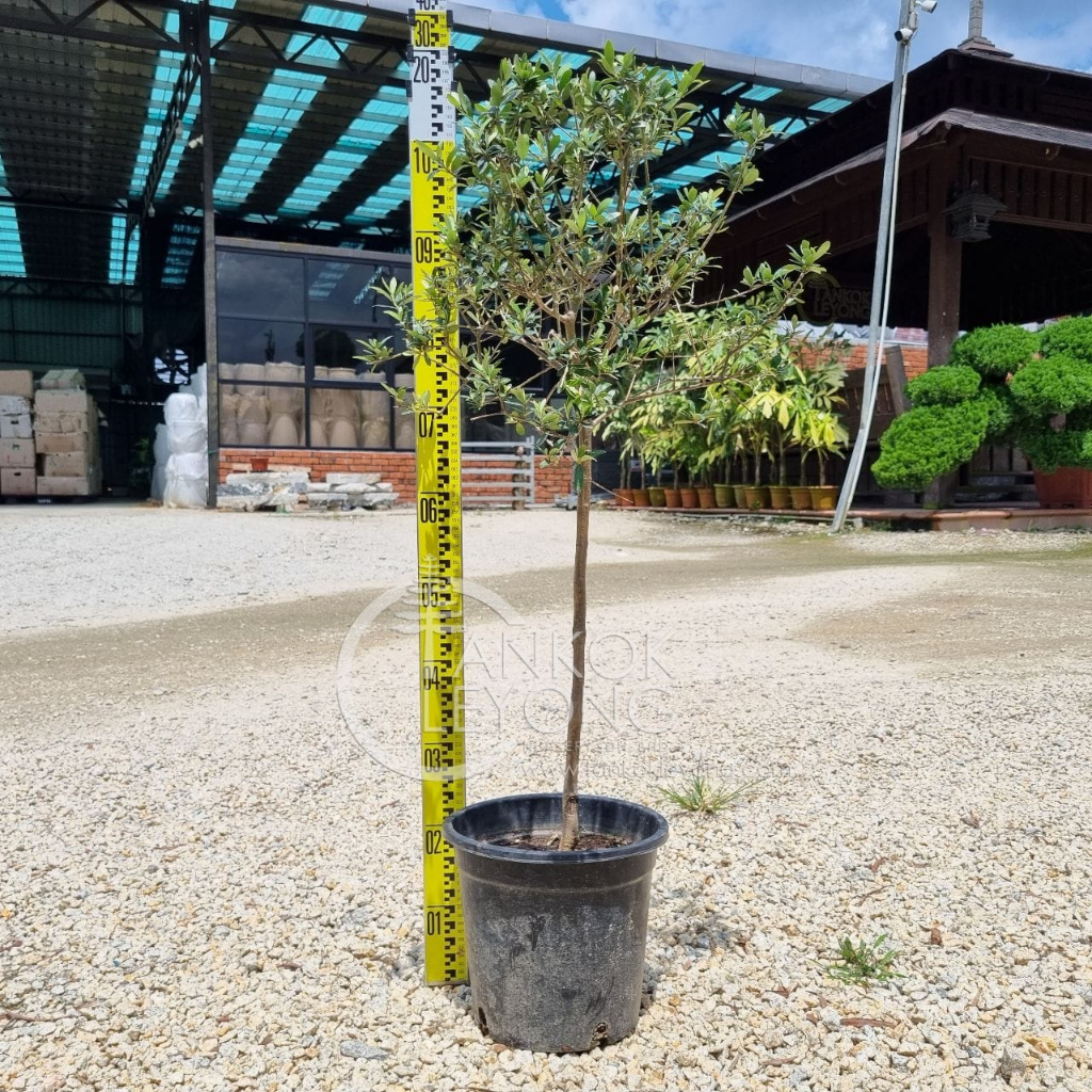 TKL - Outdoor Big Size Olea Europaea Pokok Zaitun 60-150cm (Olive Tree ...