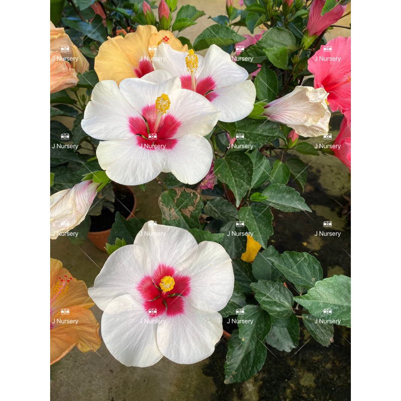 [Random]Live Plant Bunga Raya Hibiscus 150mm Pot大红花 马来西亚国花 | Shopee ...