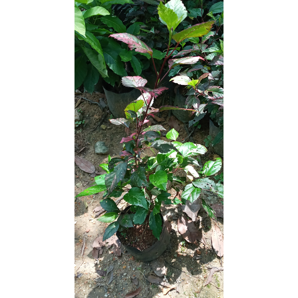 bunga raya kampung bunga warna merah | Shopee Malaysia