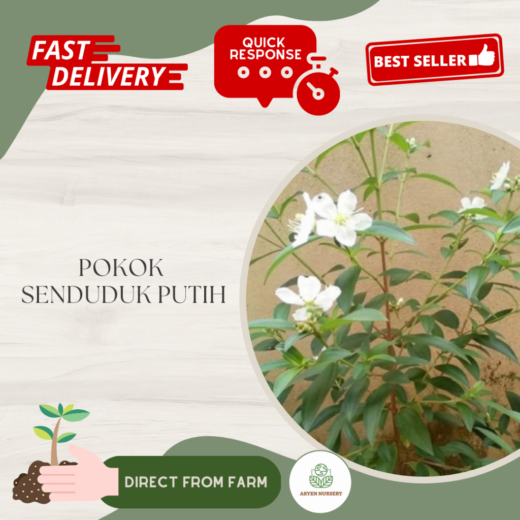 Aryen Nursery || Pokok Senduduk Putih | Shopee Malaysia