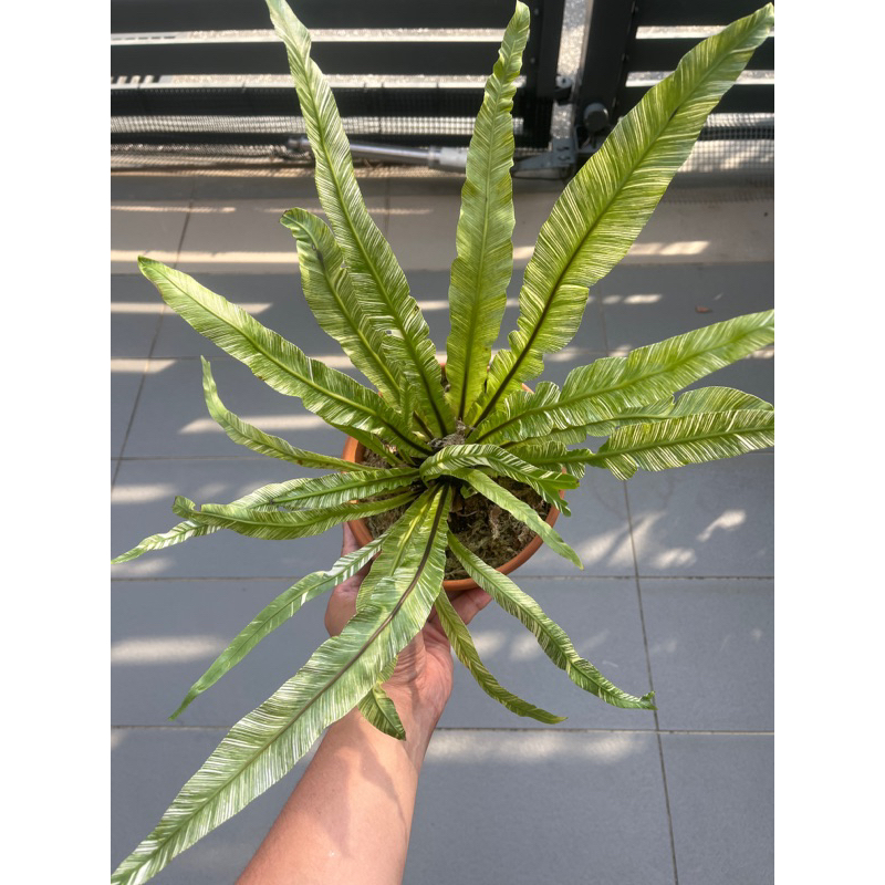 Variegated Bird Nest Fern (Asplenium nidus varigata) | Shopee Malaysia