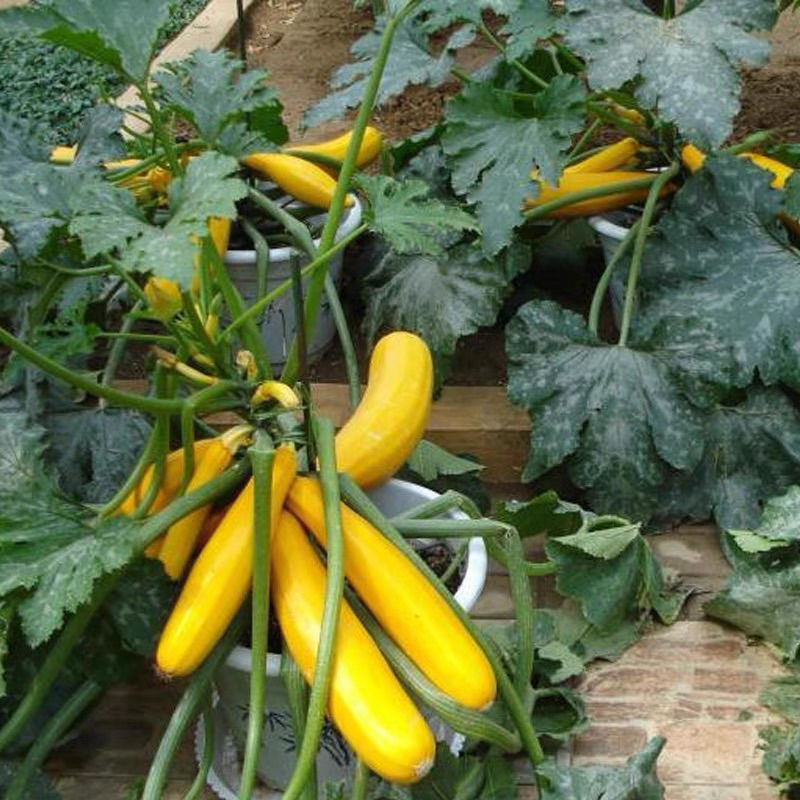 5 SEED - Yellow Long Bonsai Squash Zucchini F1 /Benih Squash Zucchini ...