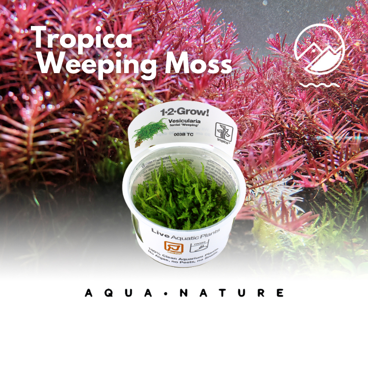 Tropica 1-2-Grow! Vesicularia ferriei 'Weeping' (Weeping Moss) (Tissue ...