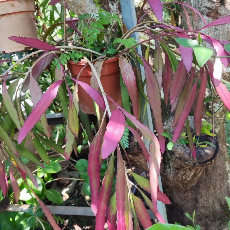 keratan Bakawali mutiara/tasbih pokok hidup | Shopee Malaysia