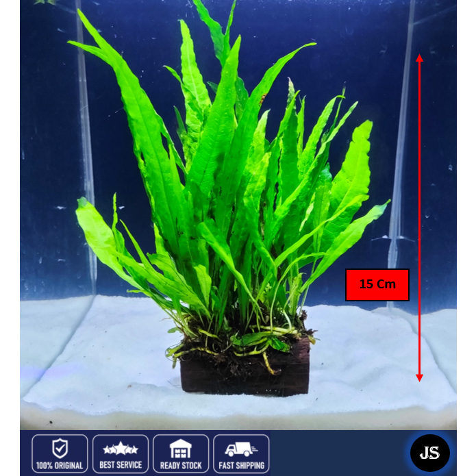 🔥Buy 3 Free 1🔥Anubias, Windelov & Java Fern Aquatic Live Plant (Anubias ...