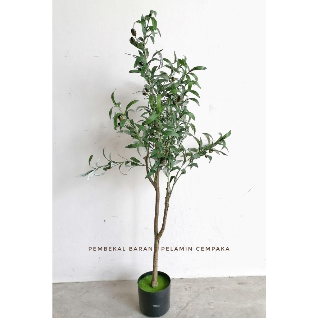 Pokok Viral Hiasan Rumah Pokok SkyBird Pokok Yucca Pokok Eucalyptus ...