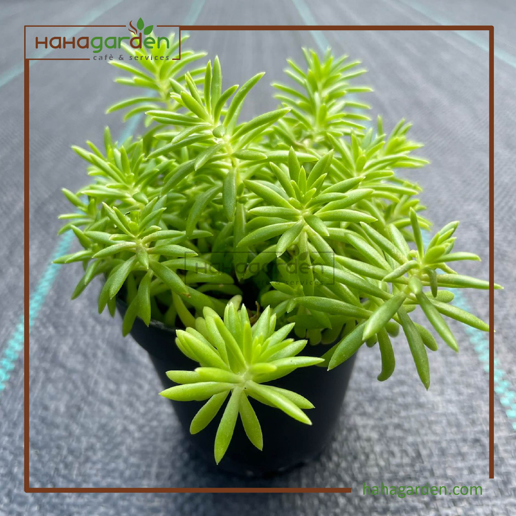 Stonecrop/ Sedum Lineare/ Sedum Hispanicum/ Succulent (LIVE PLANT ...