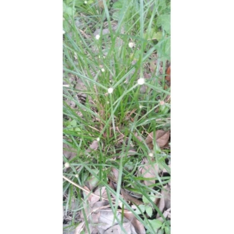 3 tangkai/pokok rumput untuk kucing dan ayam/rumput helikopter | Shopee ...