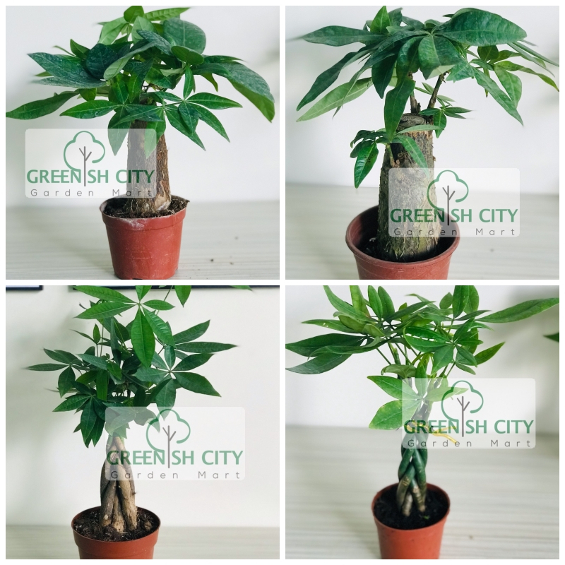 GNC Pachira Plant|Pachira Aquatica|Pachira QQ|Pachira Tree Head|Pachira ...