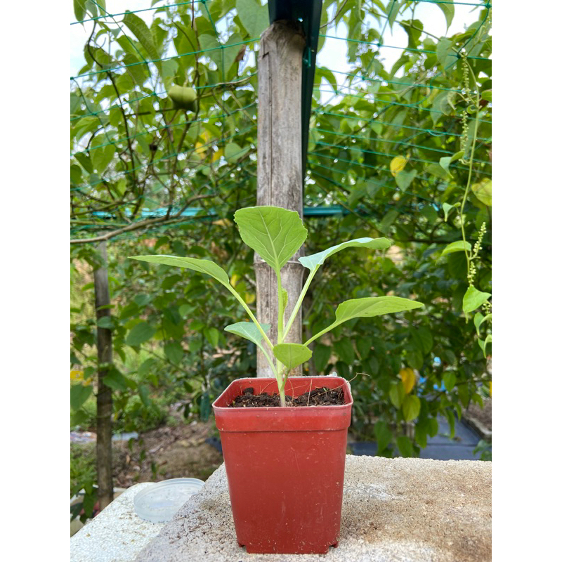 Anak pokok Kobis Bunga/Cauliflower (tanah rendah) | Shopee Malaysia
