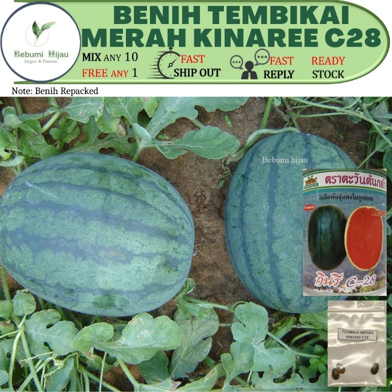 3 pcs Biji benih TEMBIKAI KINAREE C28 seeds watermelon | Shopee Malaysia