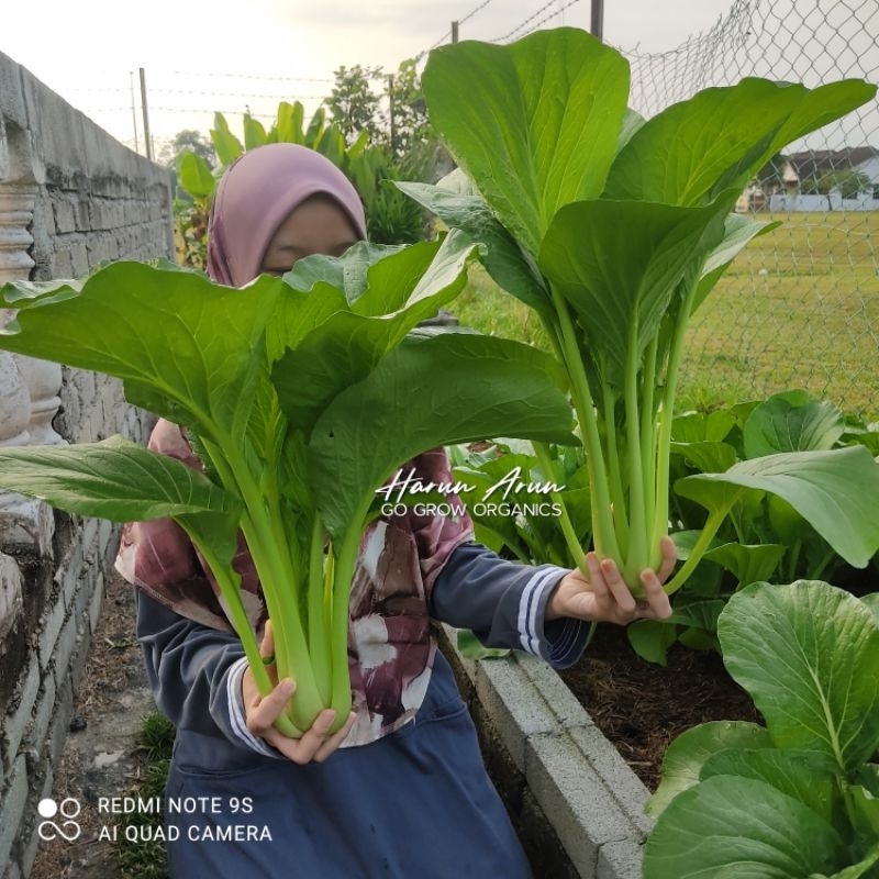 BENIH SAWI KING HYBRID F1.BIG CAIXIN SEEDS(600+ SEEDS) | Shopee Malaysia