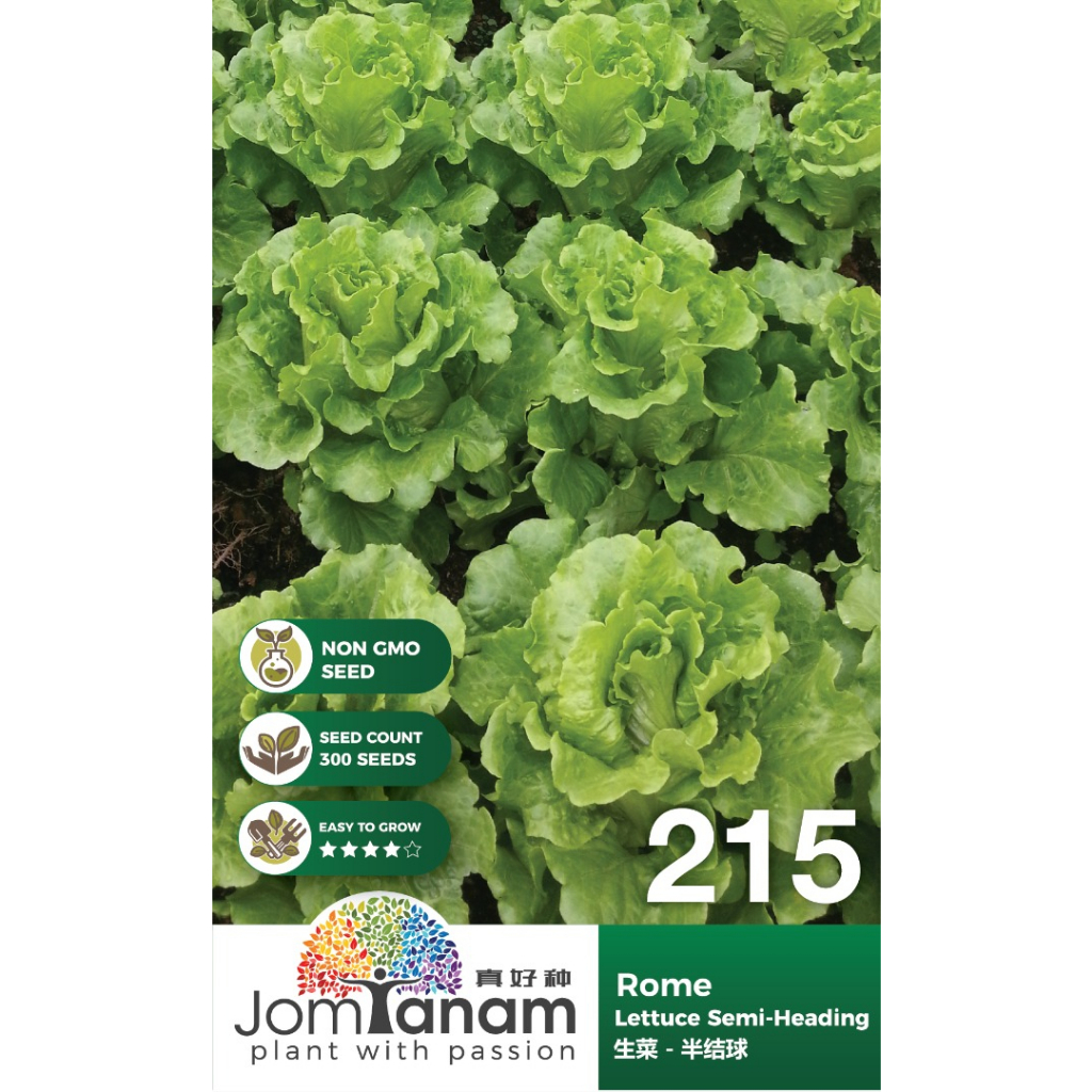 215 - JOM TANAM Lettuce SeedBenih Salad生菜种子 Rome 215 (300 seeds ...