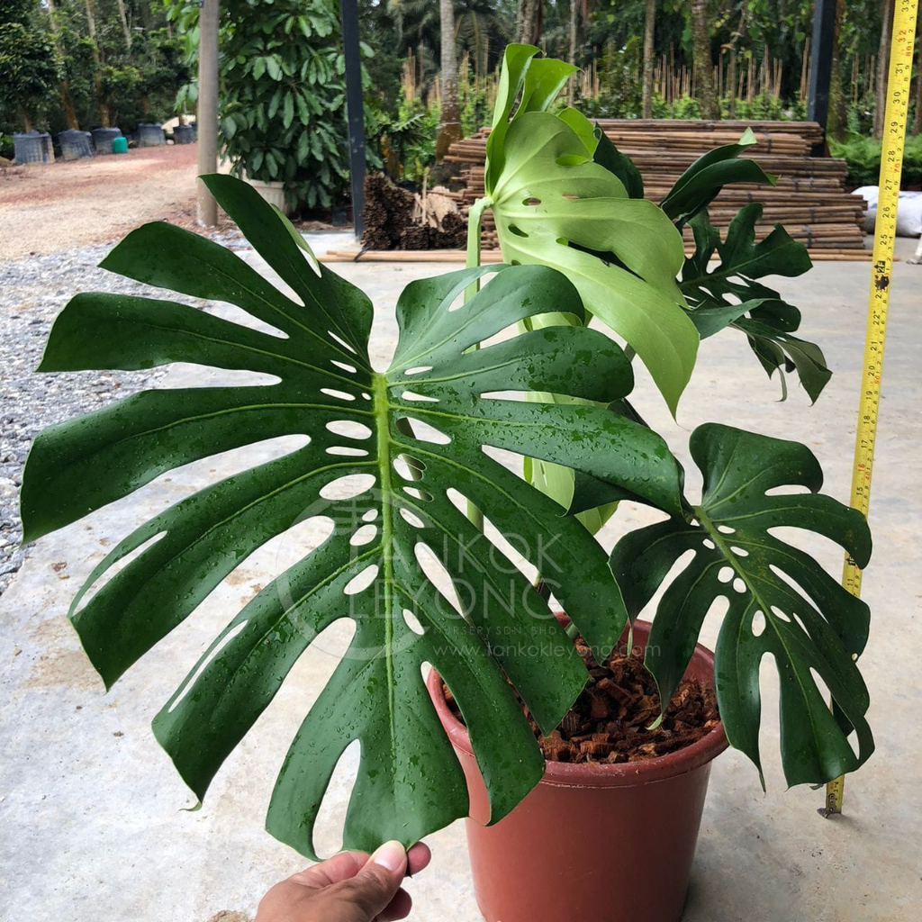 TKL - Big Size Monstera Deliciosa/Monstera Stand 70-90cm 大型龟背竹/柱装 70 ...