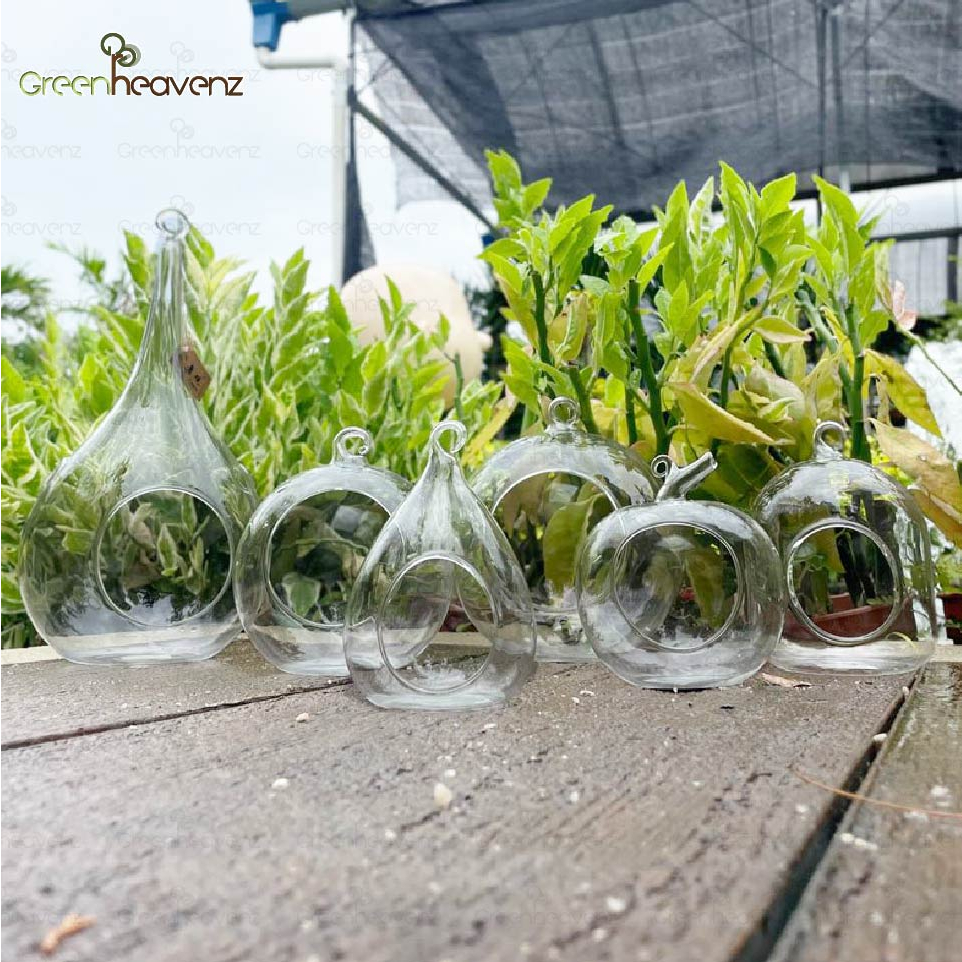 GHZ Terrarium Glass Hanging Pot Round Glass Cactus Glass Succulent ...
