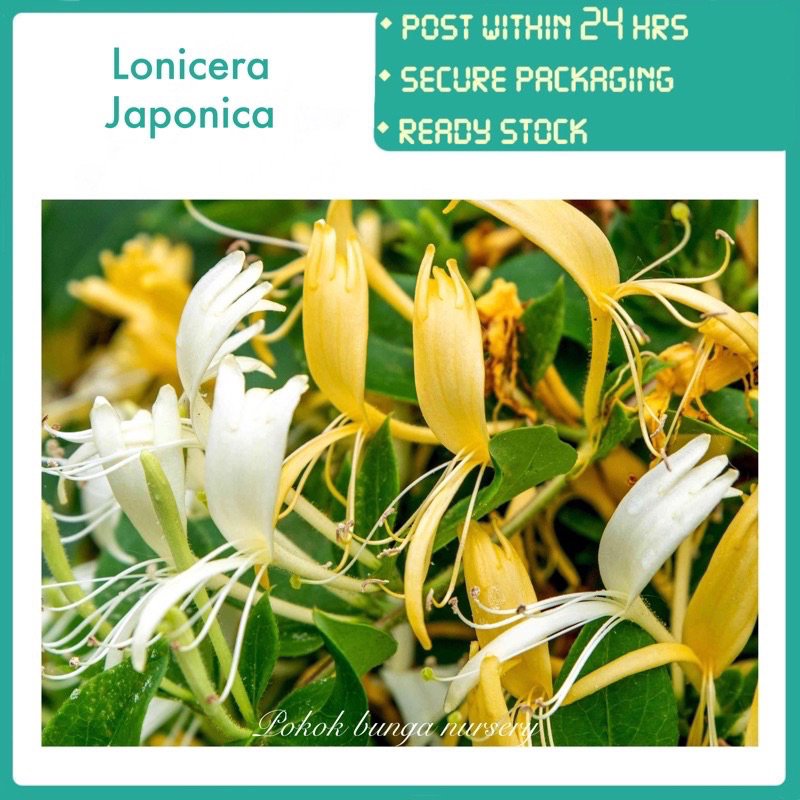PBN - lonicera japonica - pokok bunga nursery japanese honeysuckle ...