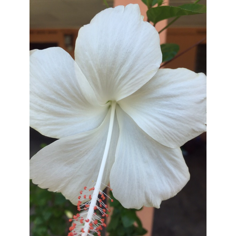 5 Keratan pokok bunga raya warna putih | Shopee Malaysia