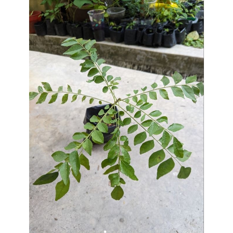 Pokok Kari Gulai herba | Shopee Malaysia