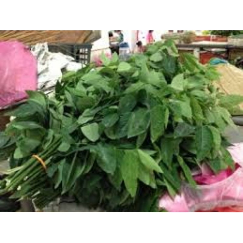 Sayur pucuk manis kampung 250 gram | Shopee Malaysia