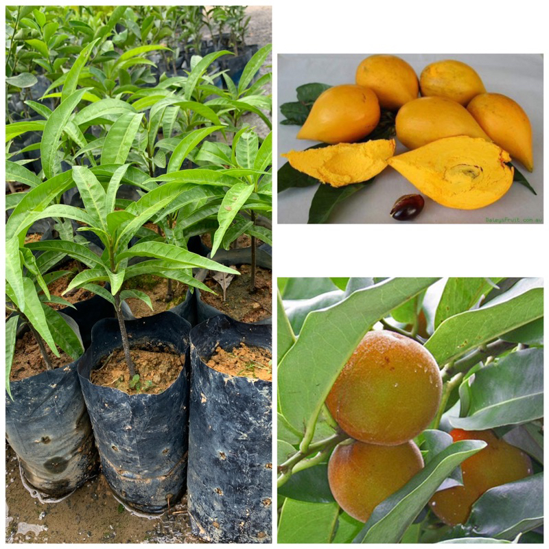 Anak pokok buah mentega kuning/ buah mentega manis | Shopee Malaysia