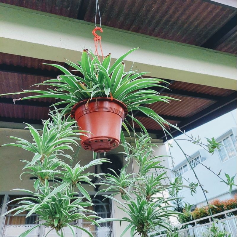 Pokok Lidah Ayam/Labah Labah dlm Pasu /Pokok Hiasan dlm Rumah/Live ...