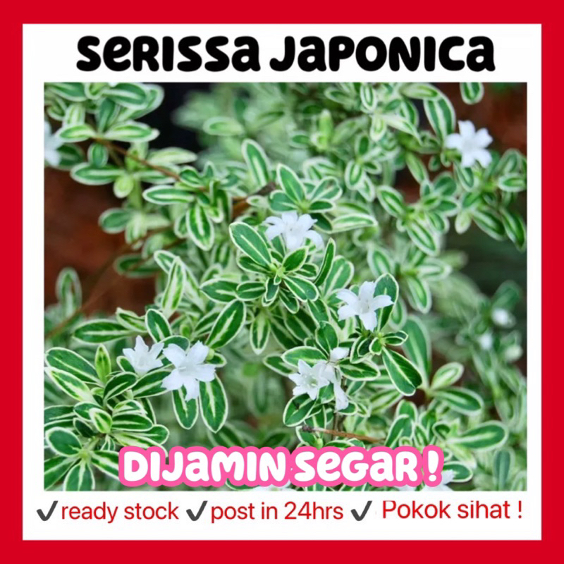 RINA • Serissa japonica • snow leaves foetida white flower bunga putih ...
