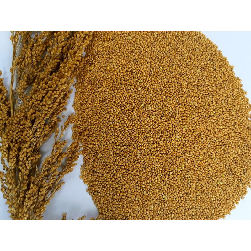 biji / serbuk sekoi kecil Little Millet Rice grains / powder (Panicum ...