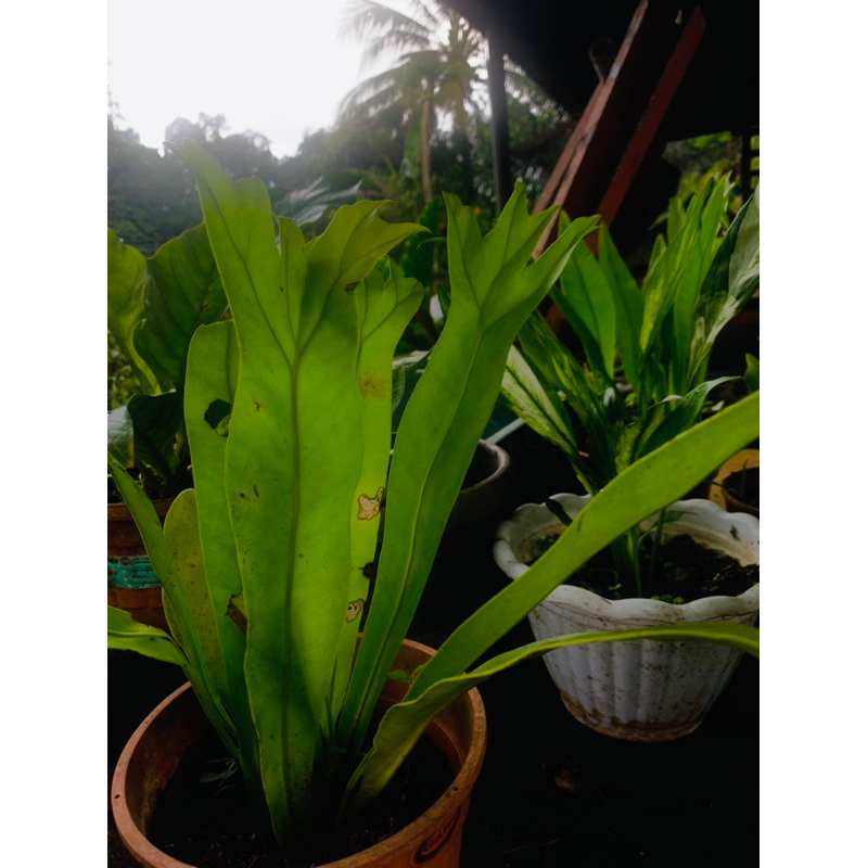 Deep Horn Tree/Pokok Tanduk Rusa | Shopee Malaysia