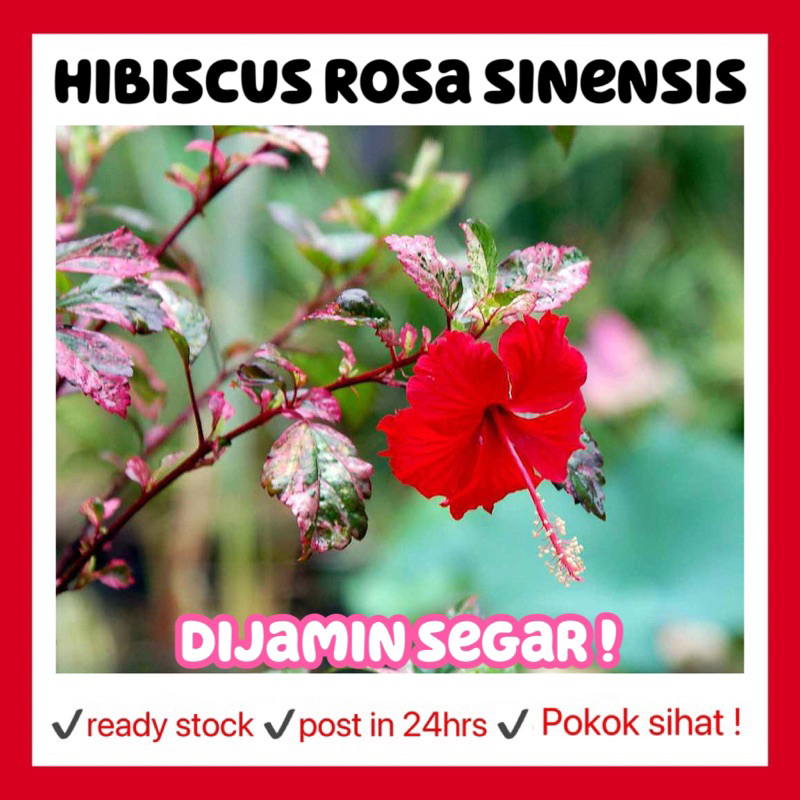 RINA • hibiscus Rosa sinensis • cooperi bunga raya batik variegated ...
