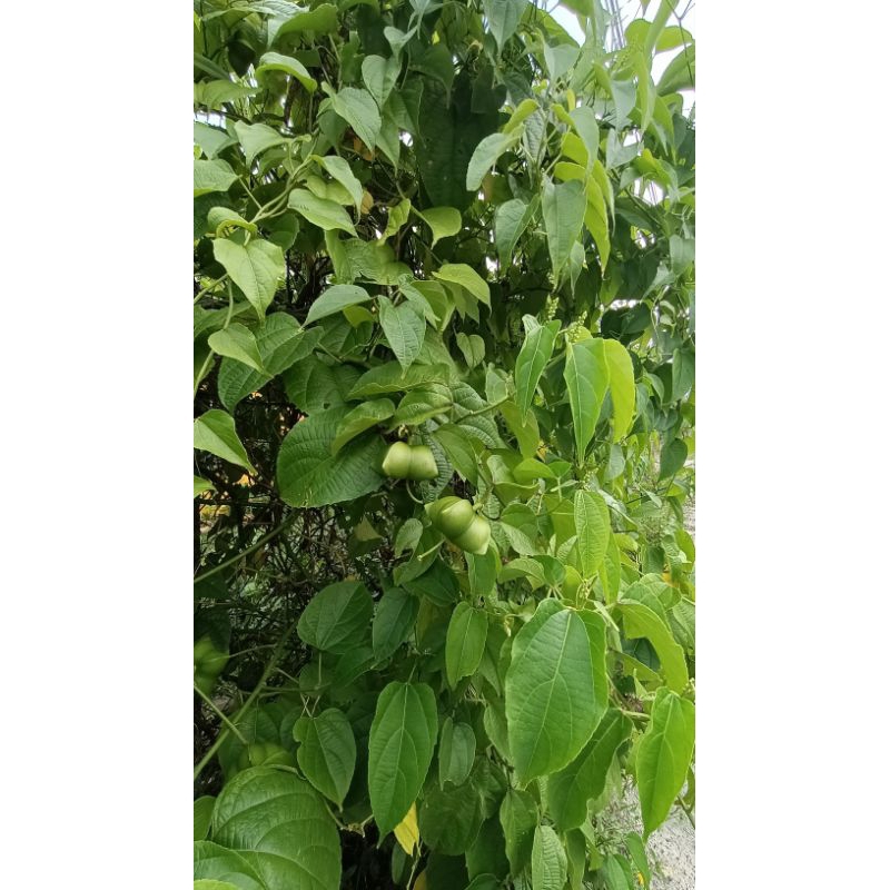 Anak Pokok Sacha Inchi dalam polybag | Shopee Malaysia