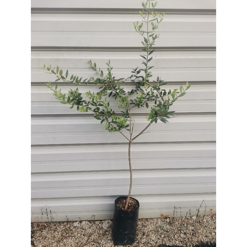 🤪CRAZY SALES 🤪👉 Pokok Olive / Olive Tree / Pokok Besar ( Pokok Hidup ...