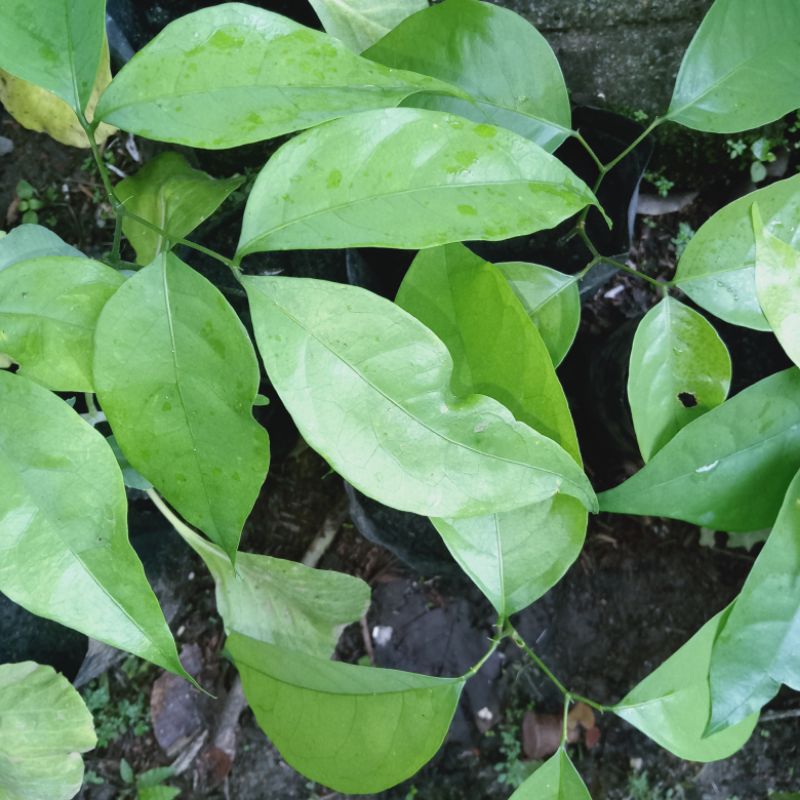 Anak pokok genuak atau kerdas | Shopee Malaysia