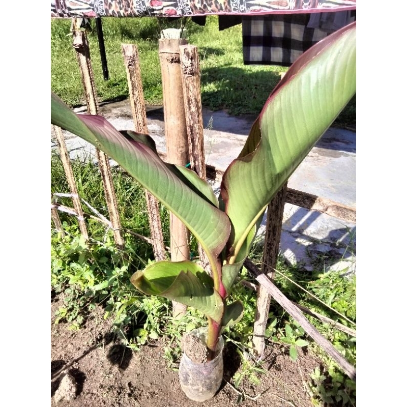 Pokok Ganyong Yang Yang Berkhasiat Tetapi Semakin Pupus | Shopee Malaysia