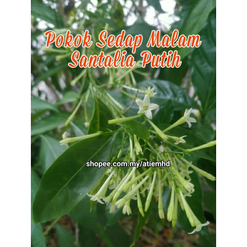 Pokok Sedap Malam/Santalia/Pokok Lagenda**keratan batang@anak pokok ...