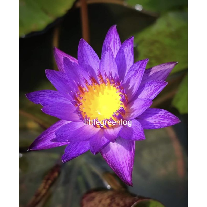 Nymphaea Lindsey Wood Water lily (Pokok Bunga Telepok 林西伍茲睡莲) | Shopee ...