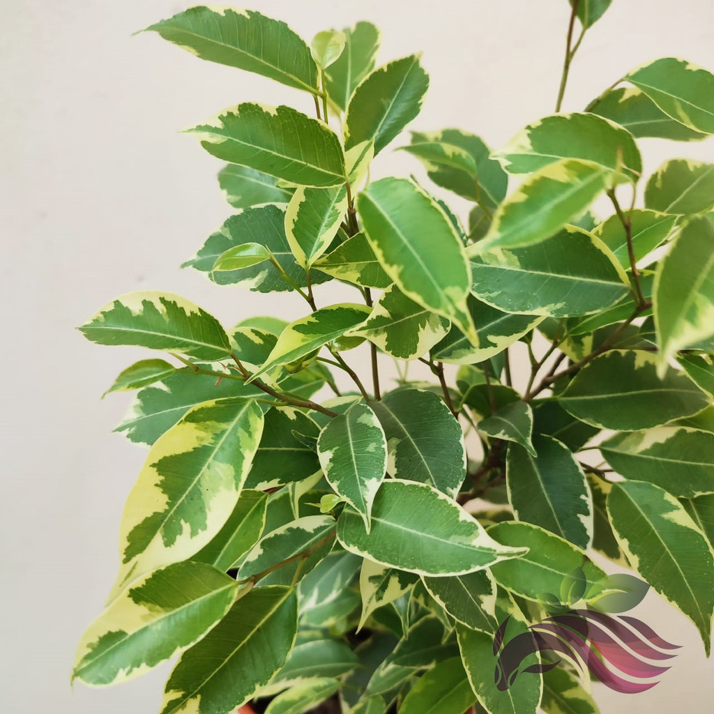 Ficus Benjamina Variegated by LS Group | Shopee Malaysia