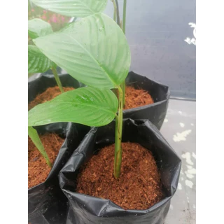 pokok lerek - Prices and Promotions - Mar 2025 | Shopee Malaysia