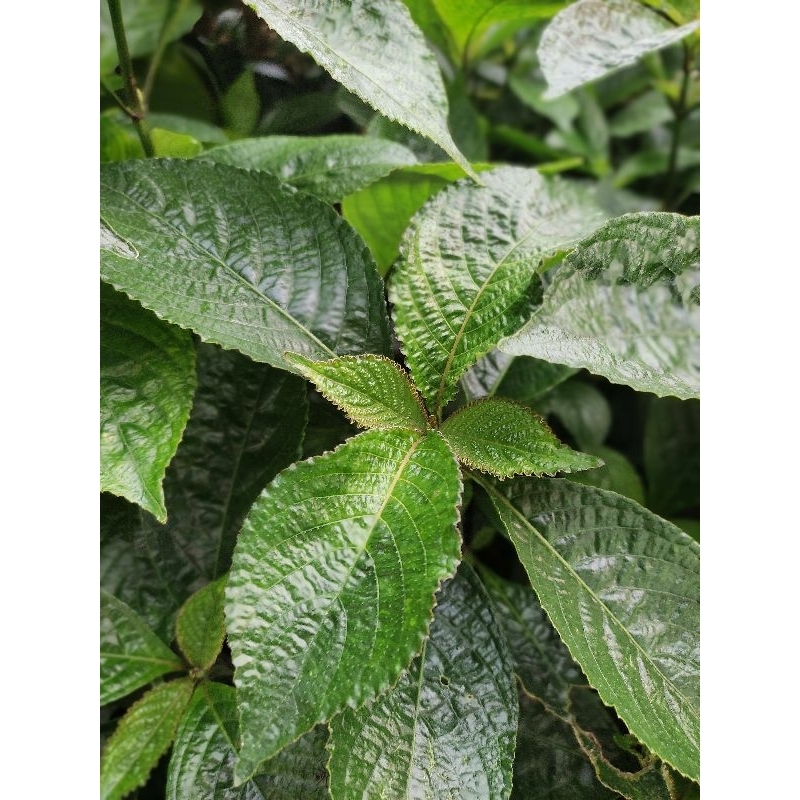 200G DAUN PECAH BELING / DAUN PECAH KACA SEGAR MURAH | Shopee Malaysia
