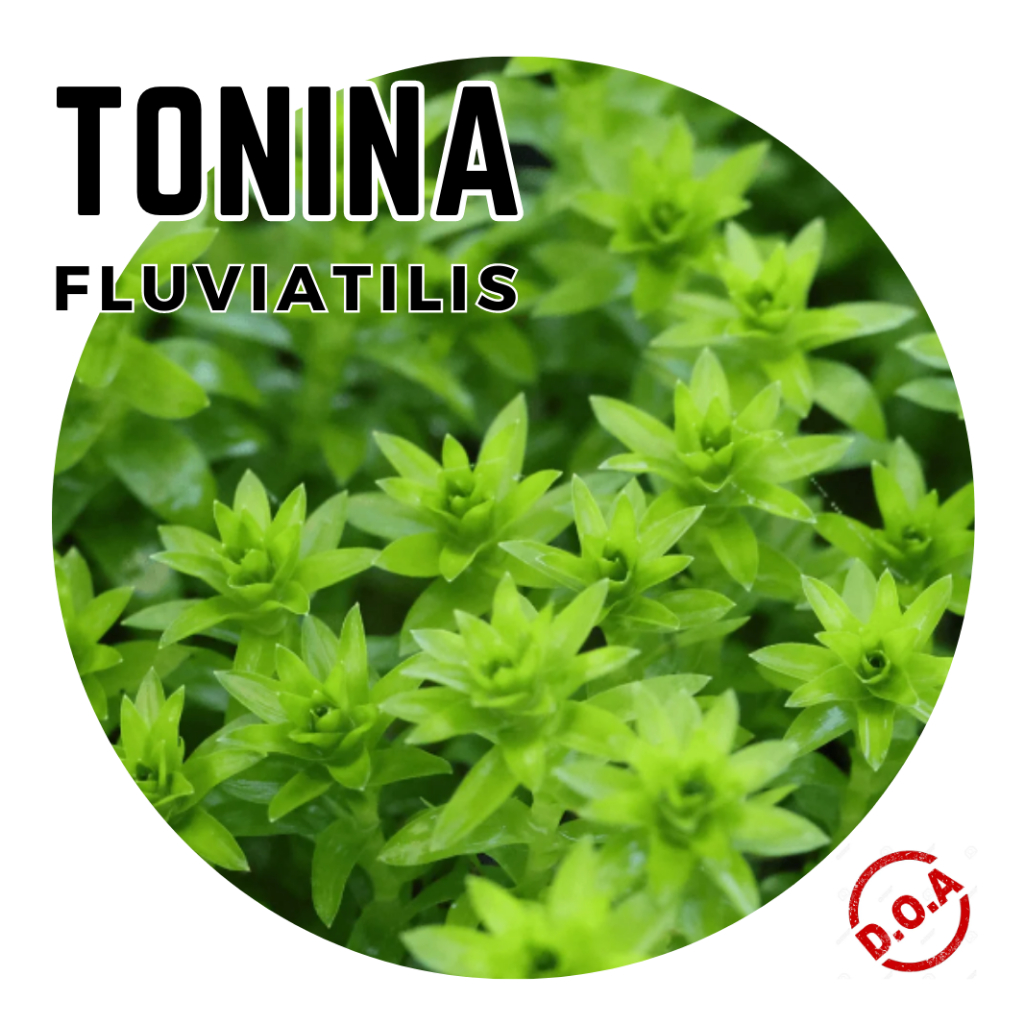 [Aquatic Plant] Tonina Fluviatilis Stem Plants Green Aquarium ...