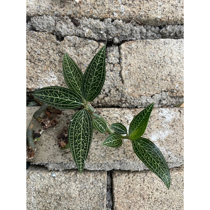 ludisia discolor ‘alba’ cutting | Shopee Malaysia