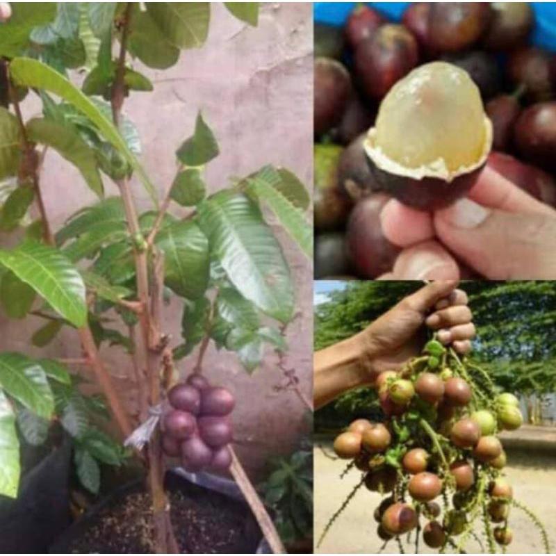 pokok benih Matua/longan Brazil | Shopee Malaysia