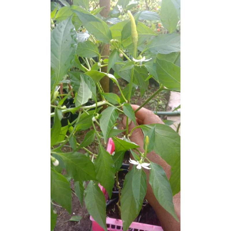 pokok cili api putih f1 hybrid. pokok dah nak berbunga. dalam polybag ...